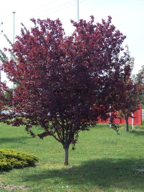 PRUNO PISSARDI - ILLESCAS GARDEN